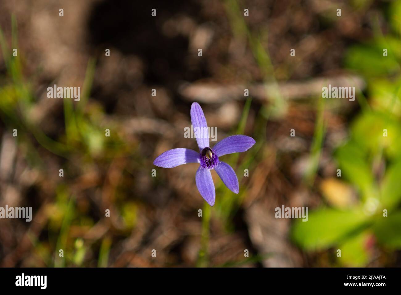 Australian blue flowers hi-res stock photography and images - Alamy