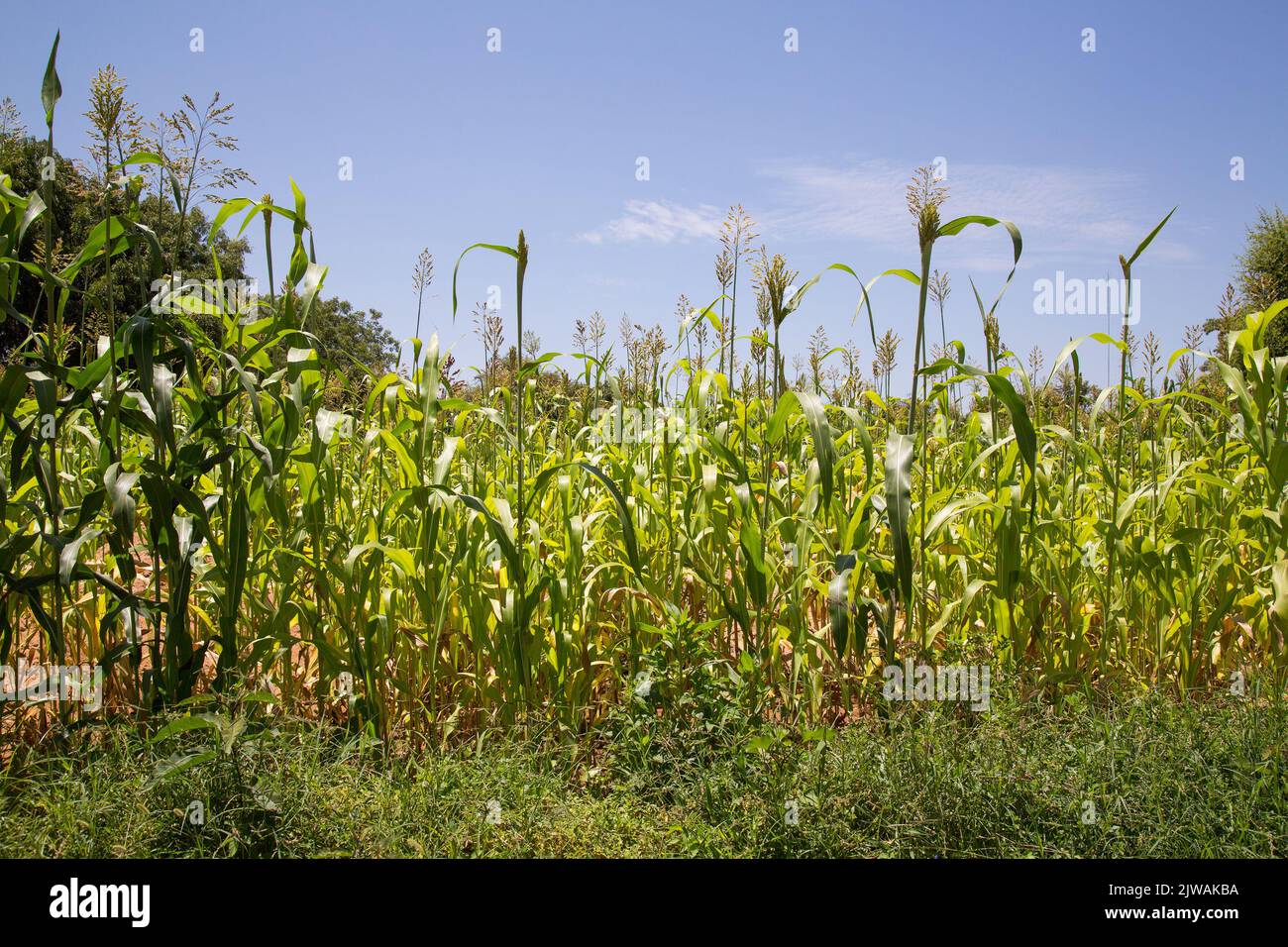 Stalks of corn hi-res stock photography and images - Alamy