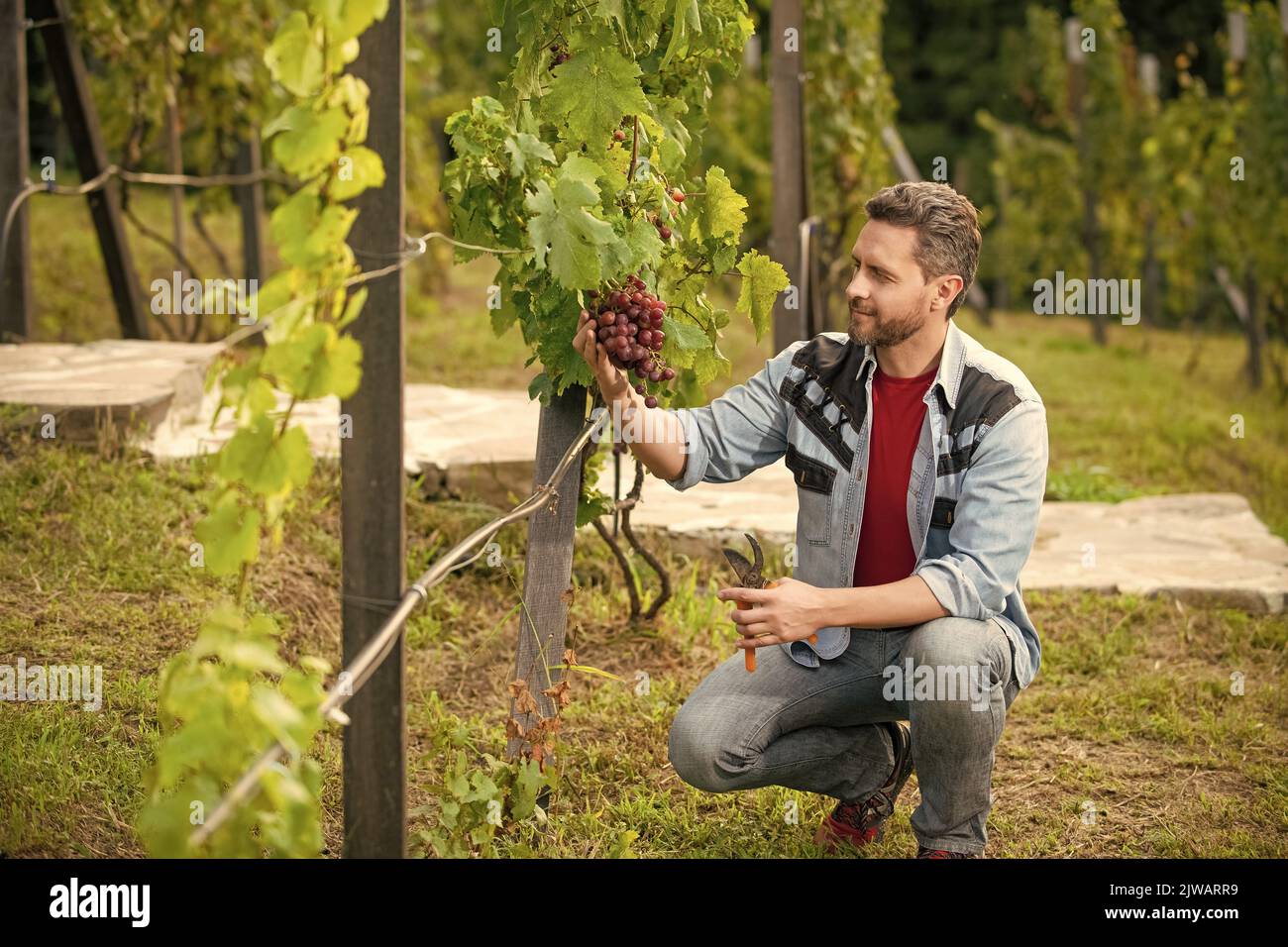 Enologist hi-res stock photography and images - Alamy