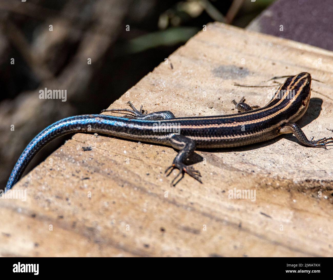 Five Lined Skink walking along a wooden nature path Stock Photo - Alamy