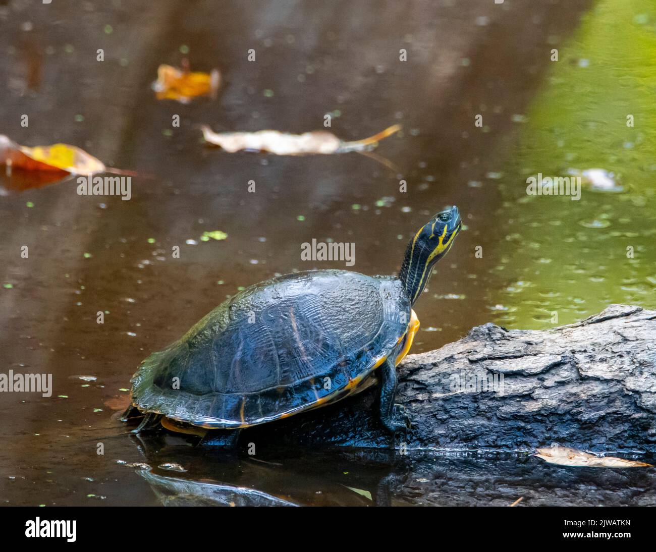 Painted Turtle sitting on a log in a swamp Stock Photo - Alamy