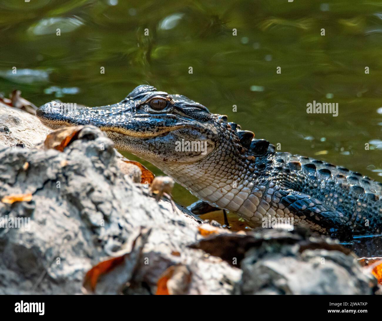 American Alligator basking in the sun on a log Stock Photo - Alamy