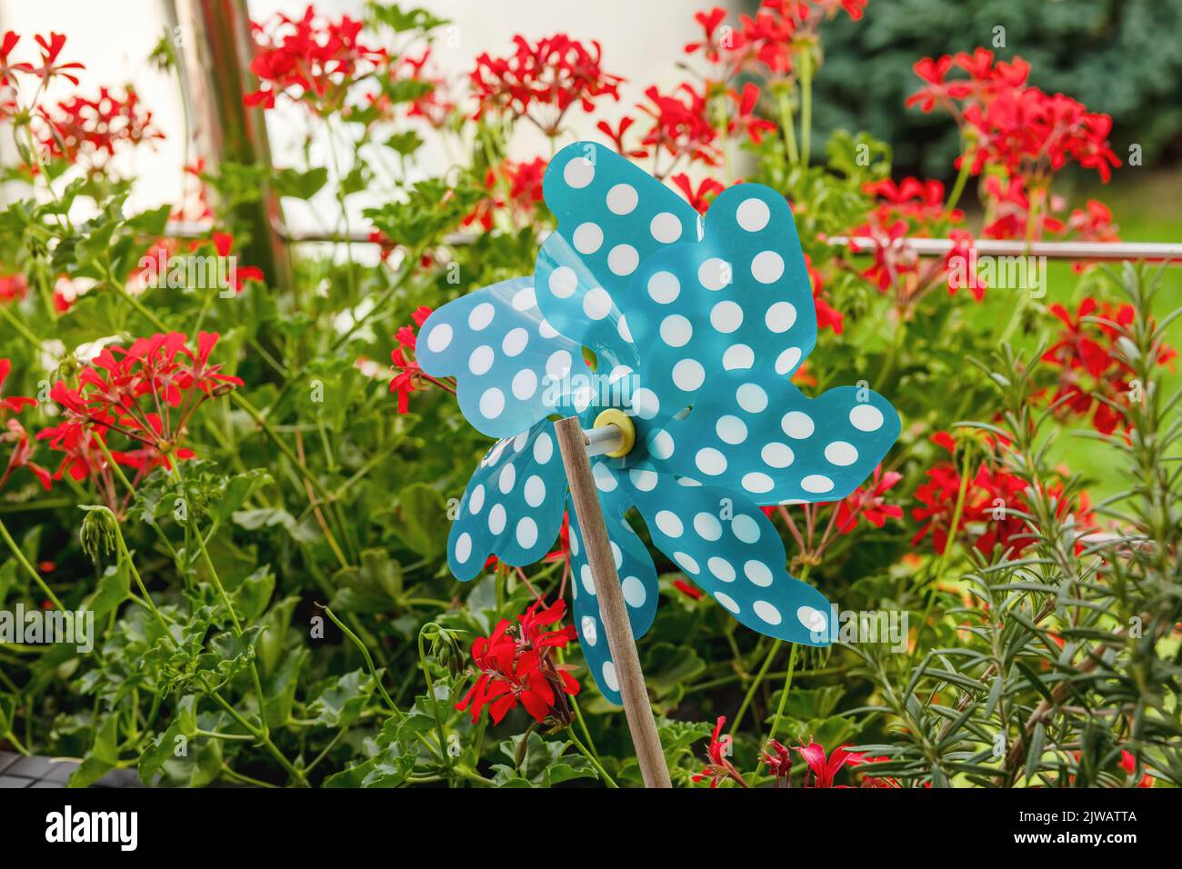 Dotted pinwheel on the terrace garden. High quality photo Stock Photo ...