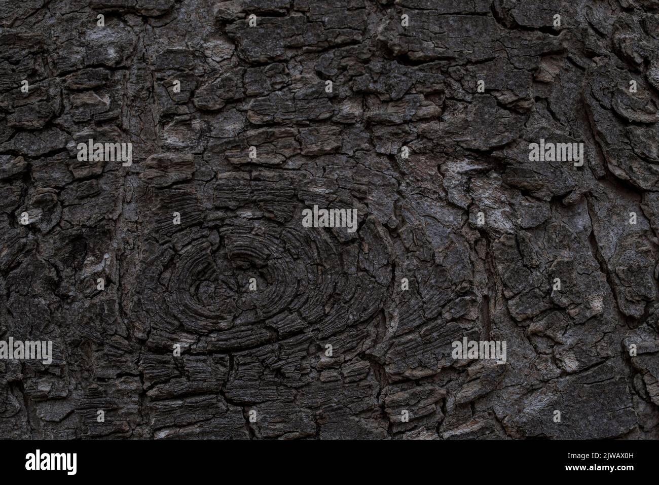 Closeup rough bark of acer tree creating structure seamless background ...