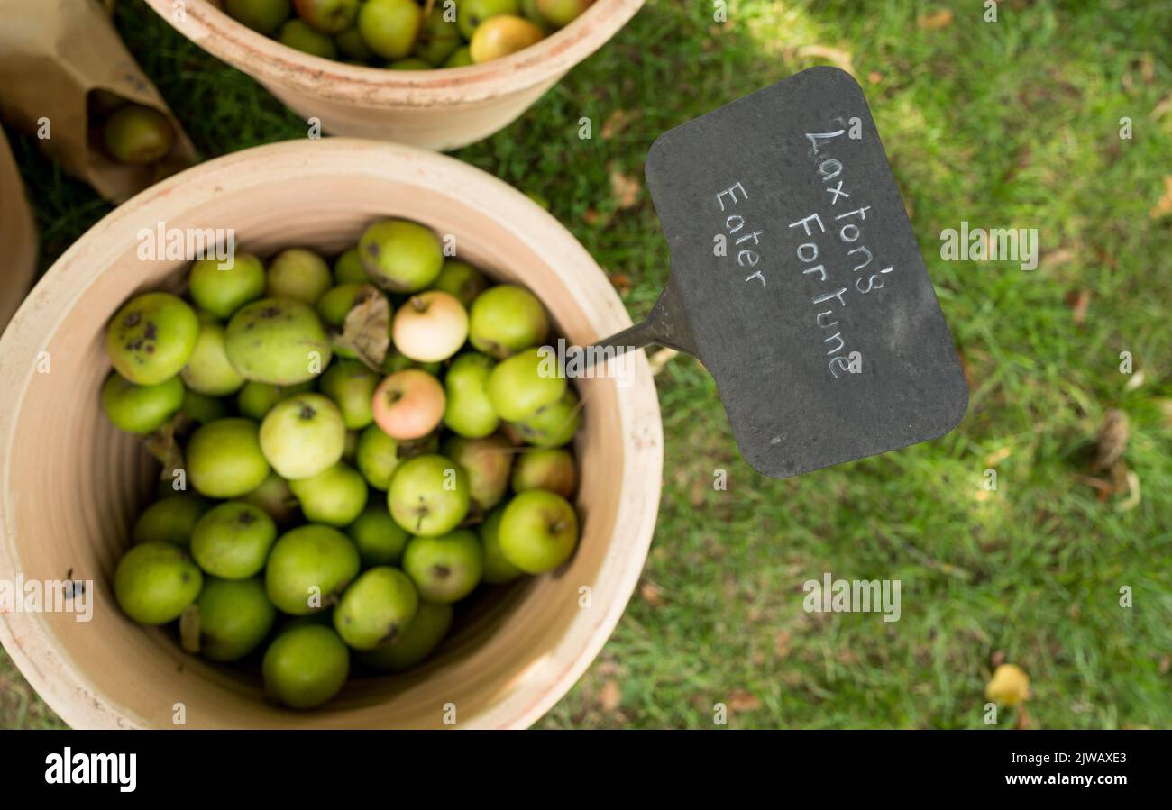 Large terracotta garden plant pots with british variety of eating ...