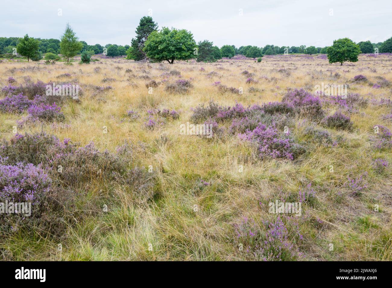 The common heather or ling in full later summer flower at Budby common ...