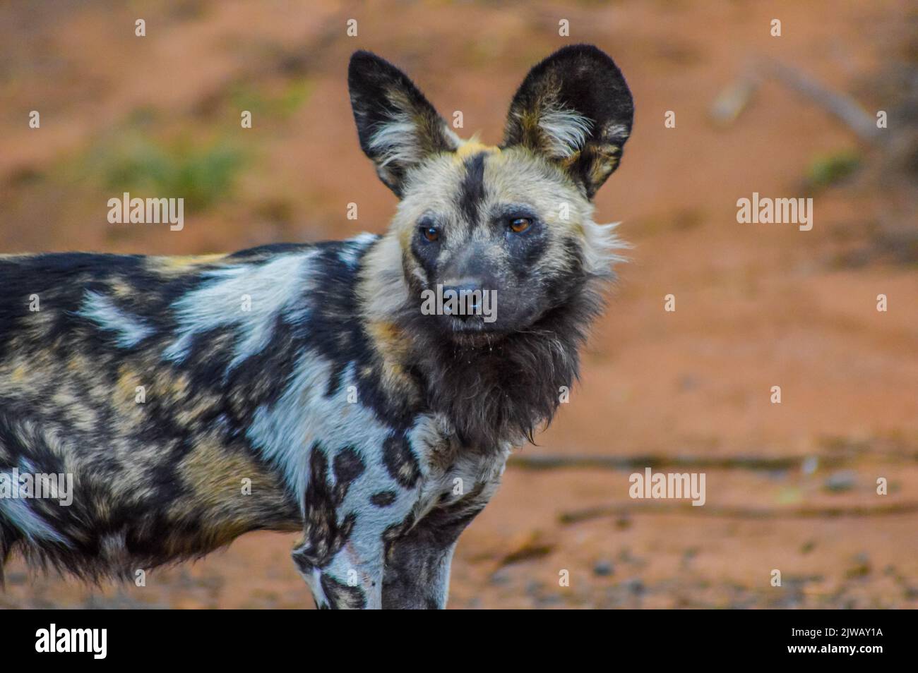 Portrait of African wild painted dog or Lycaon Pictus taken during a ...