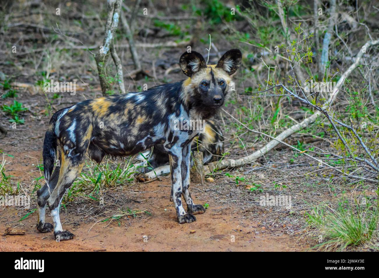 Portrait of African wild painted dog or Lycaon Pictus taken during a ...