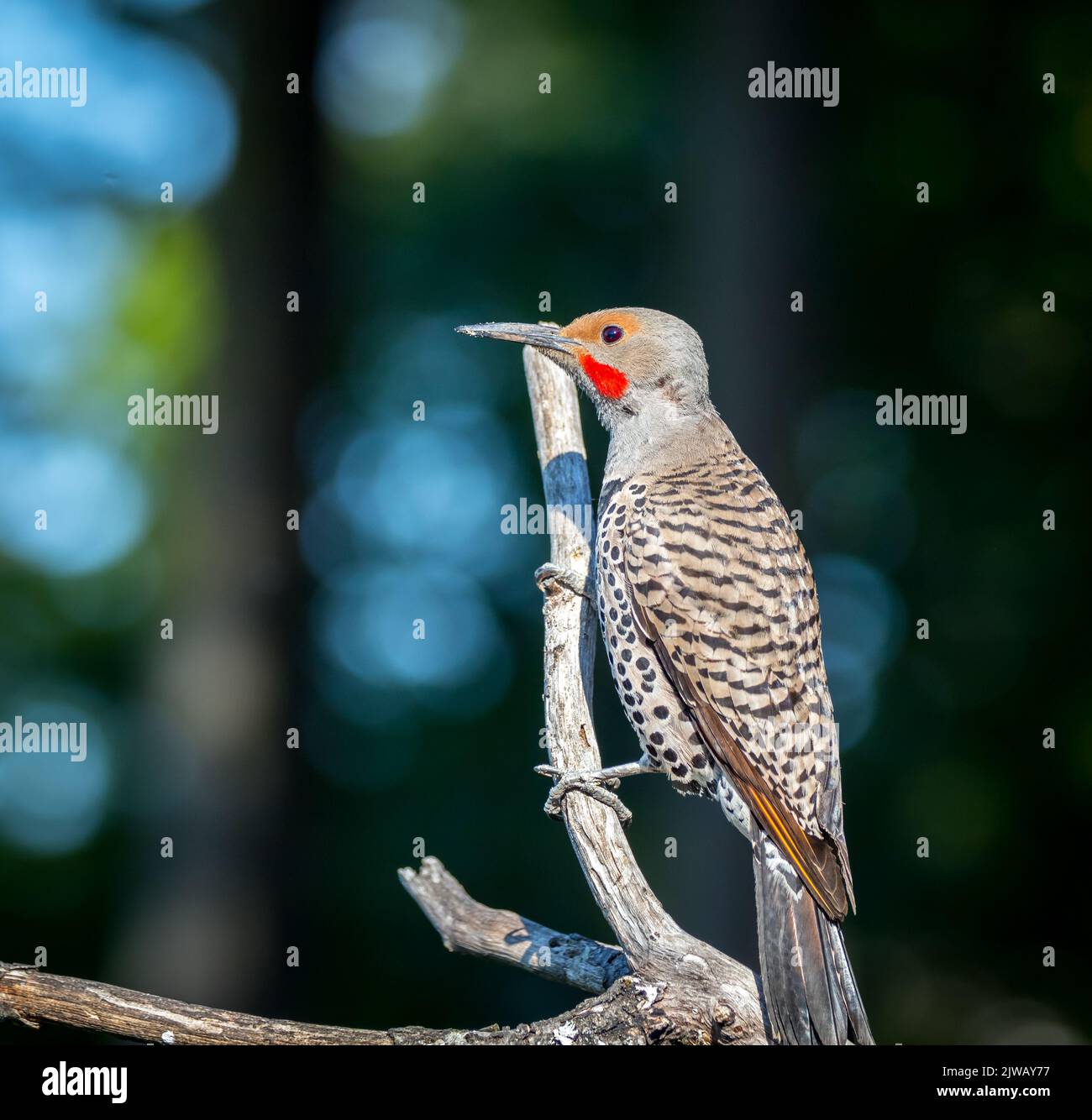 Northern flicker bird hi-res stock photography and images - Alamy
