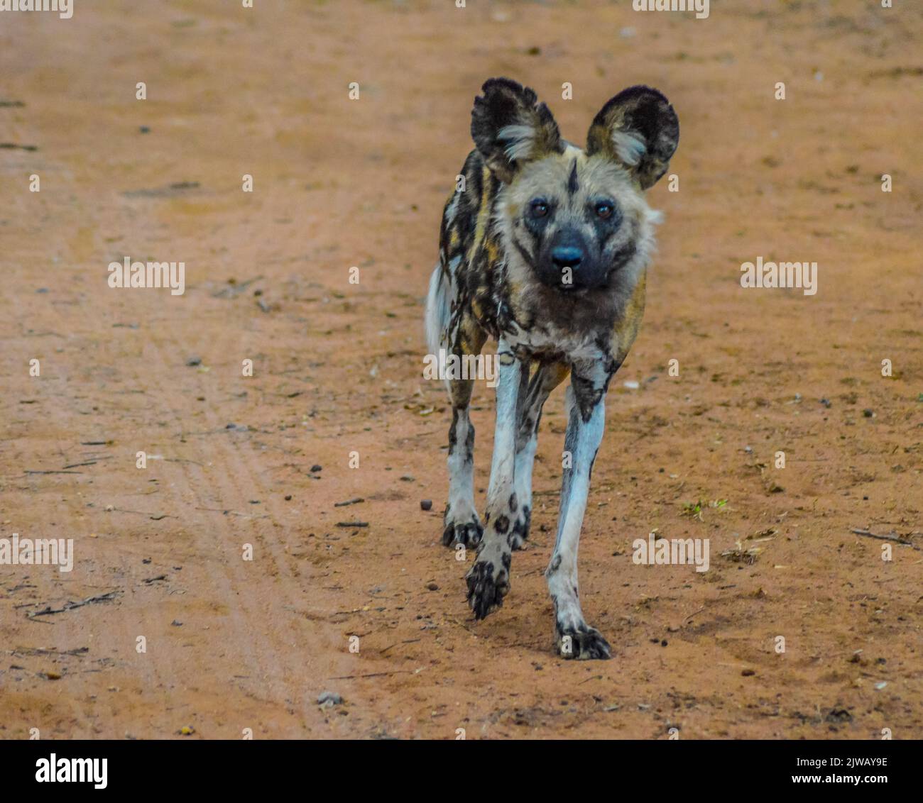 The African wild dog (Lycaon pictus), also known as African hunting or ...