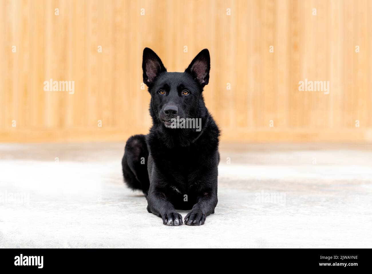 Black German Shepherd Dog, working line shepherd. Portrait of a black ...