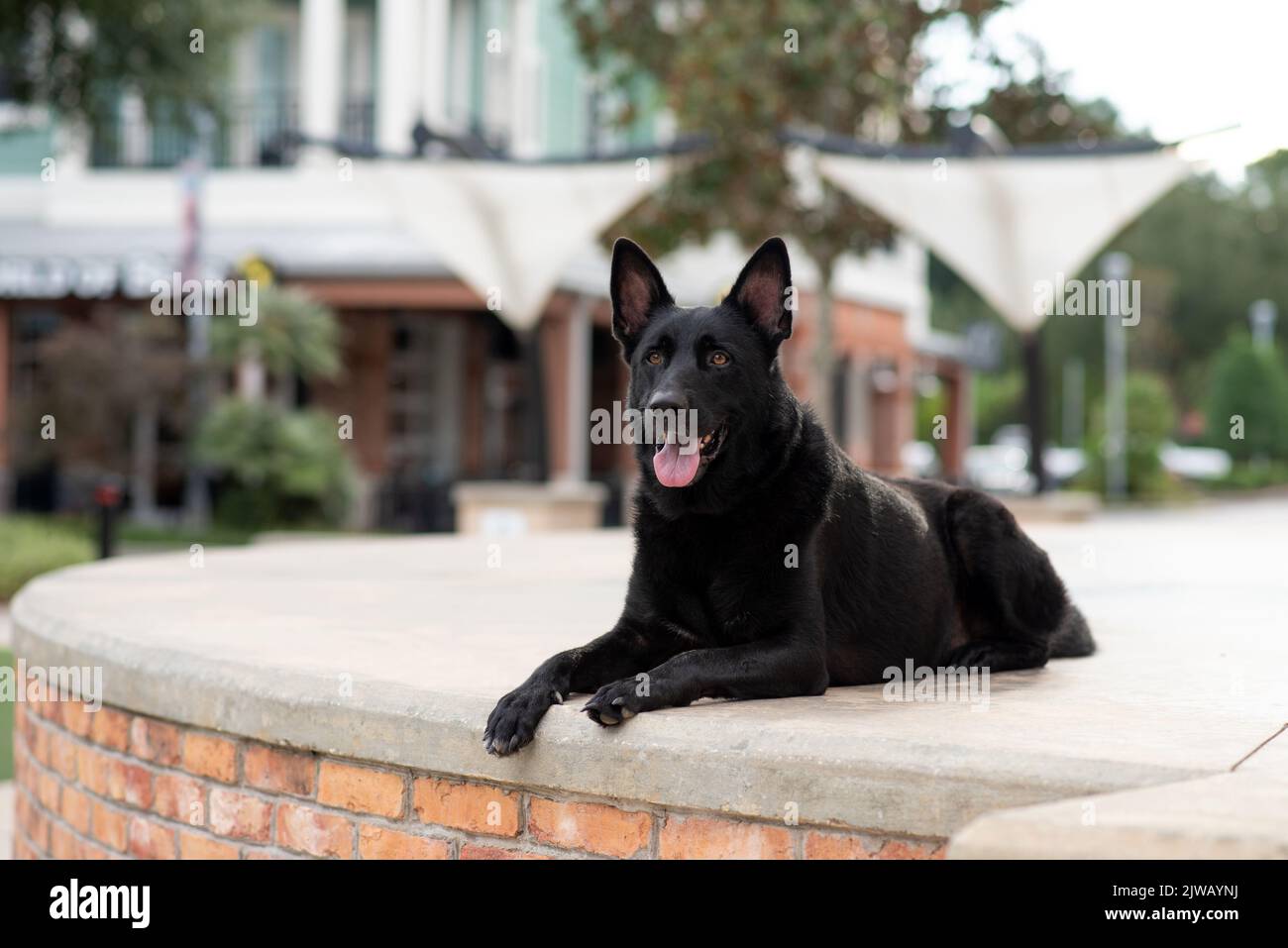 Black German Shepherd Dog, working line shepherd. Portrait of a black ...