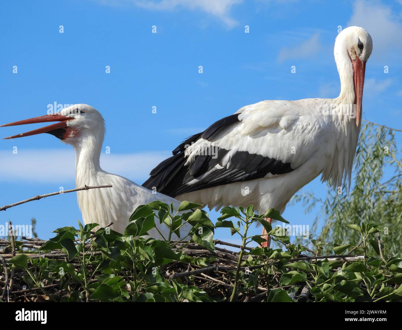 Two black and white storks in a nest made of twigs against a blue sky ...