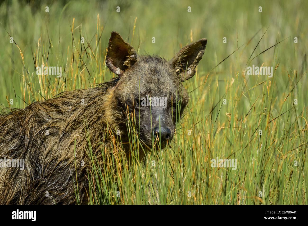 CLoseup portrait of elusive and endangered Brown Hyena (Hyaena brunnea ...