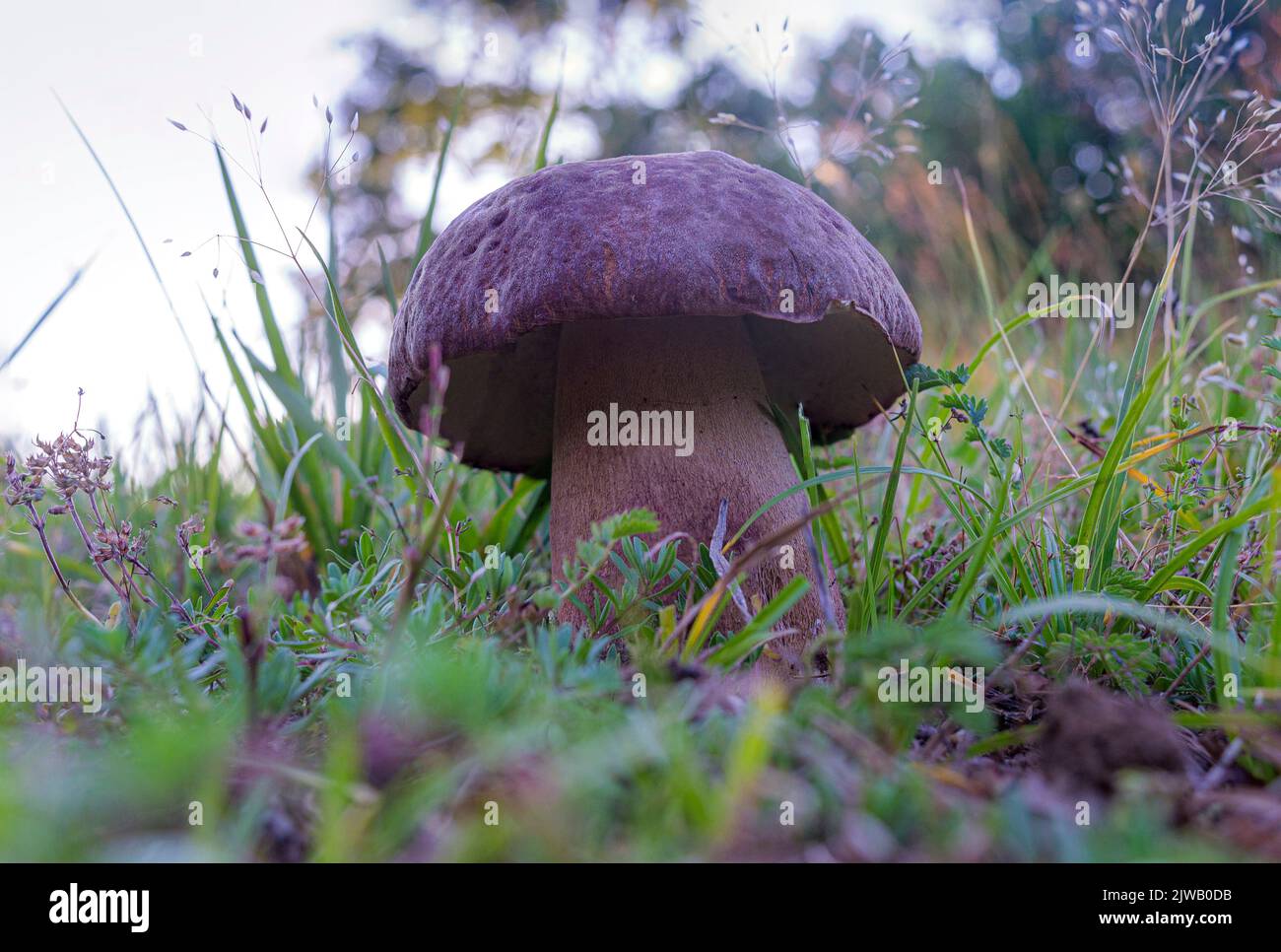 A Boletus aereus mushroom growing on the ground in a forest Stock Photo ...