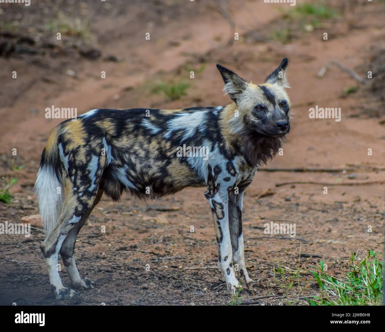 The African wild dog (Lycaon pictus), also known as African hunting or ...