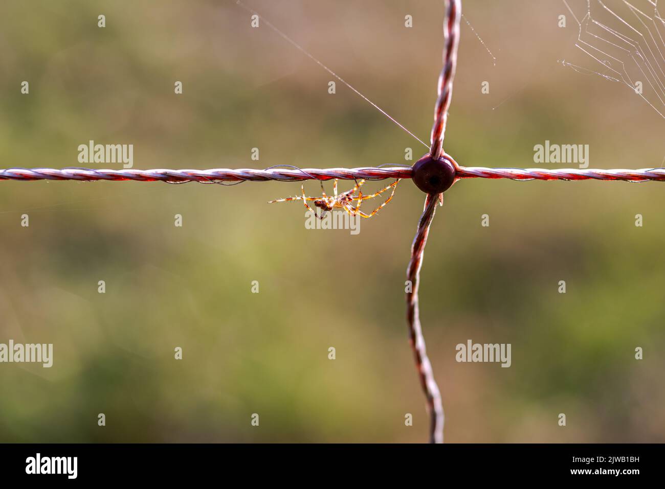 Spider wire hi-res stock photography and images - Alamy