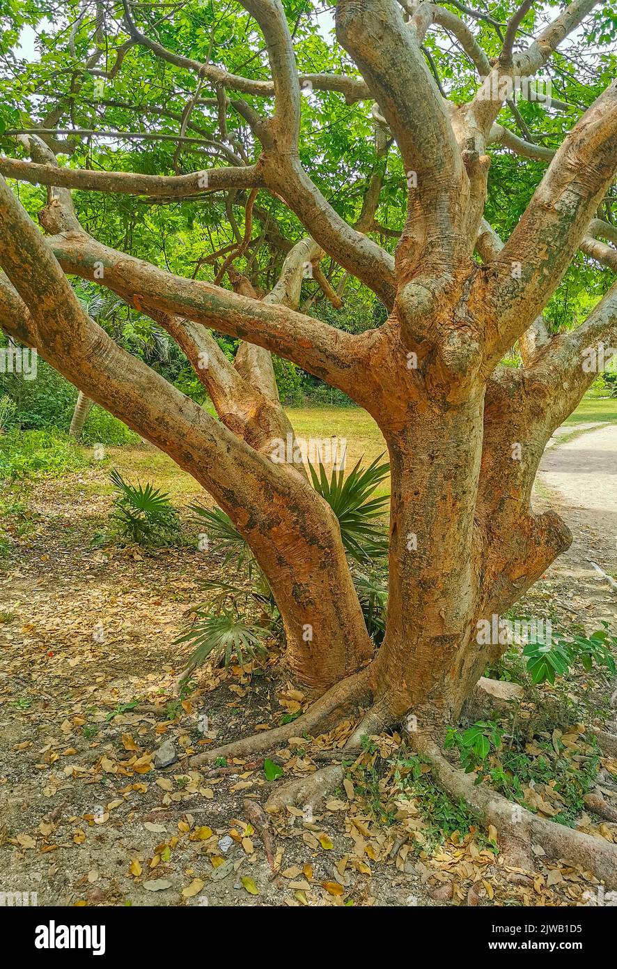 Tropical natural jungle forest palm trees at the ancient Tulum ruins ...