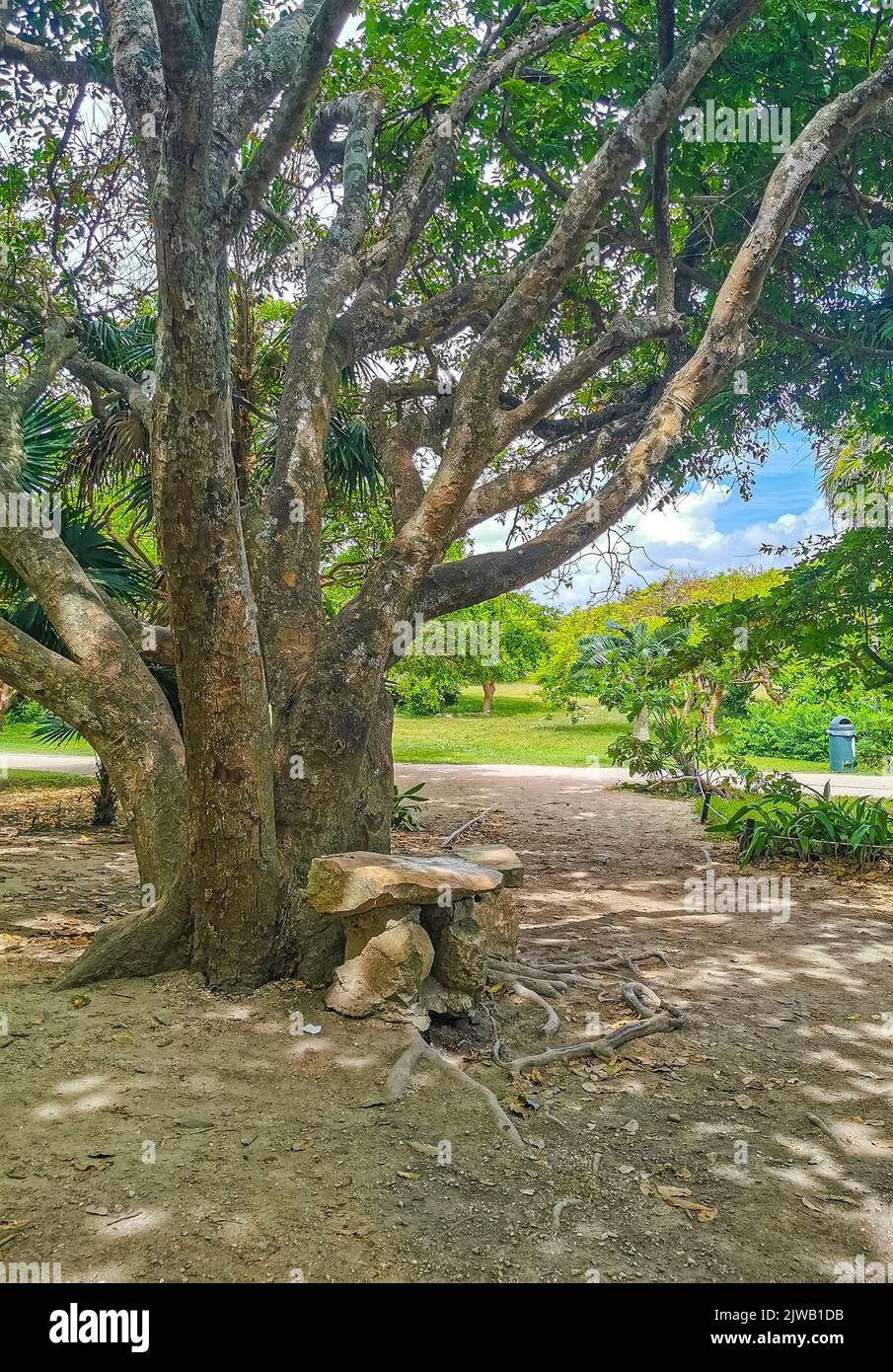 Tropical natural jungle forest palm trees at the ancient Tulum ruins ...