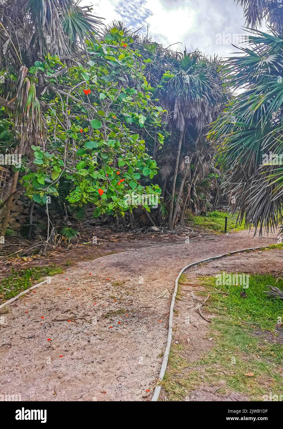 Tropical natural jungle forest palm trees at the ancient Tulum ruins ...