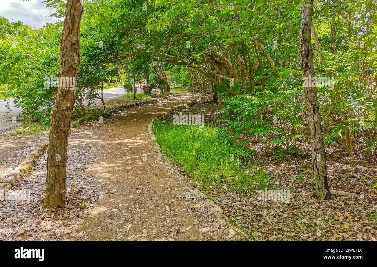 Tropical natural jungle forest palm trees at the ancient Tulum ruins ...