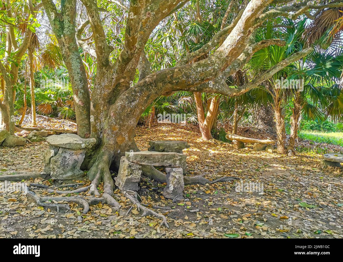 Tropical natural jungle forest palm trees at the ancient Tulum ruins ...