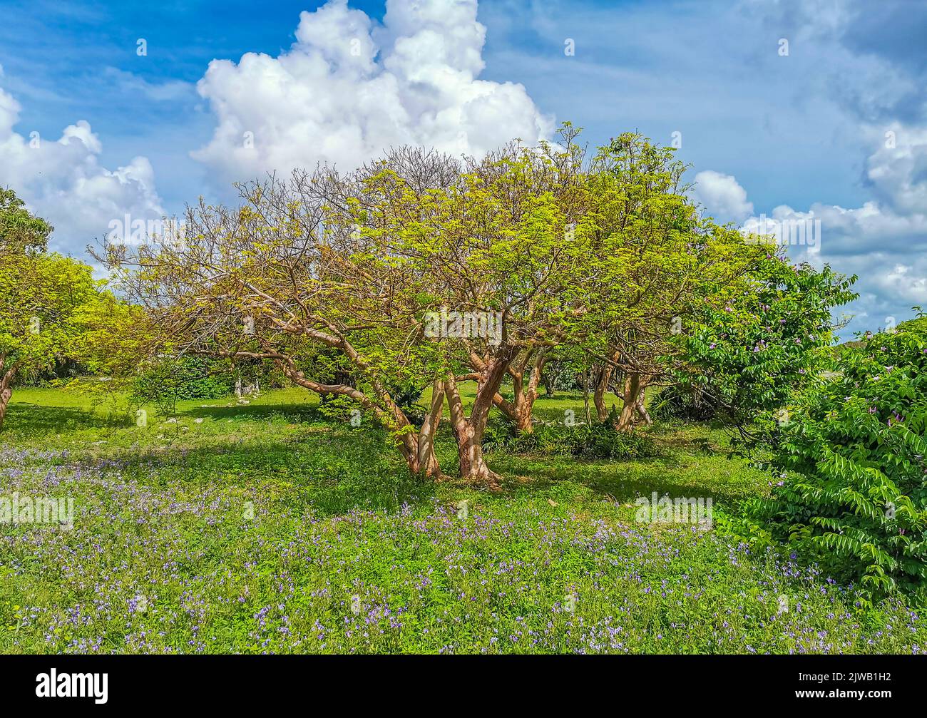 Tropical natural jungle forest palm trees at the ancient Tulum ruins ...