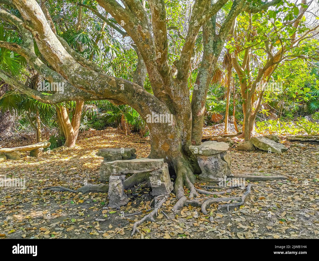 Tropical natural jungle forest palm trees at the ancient Tulum ruins ...