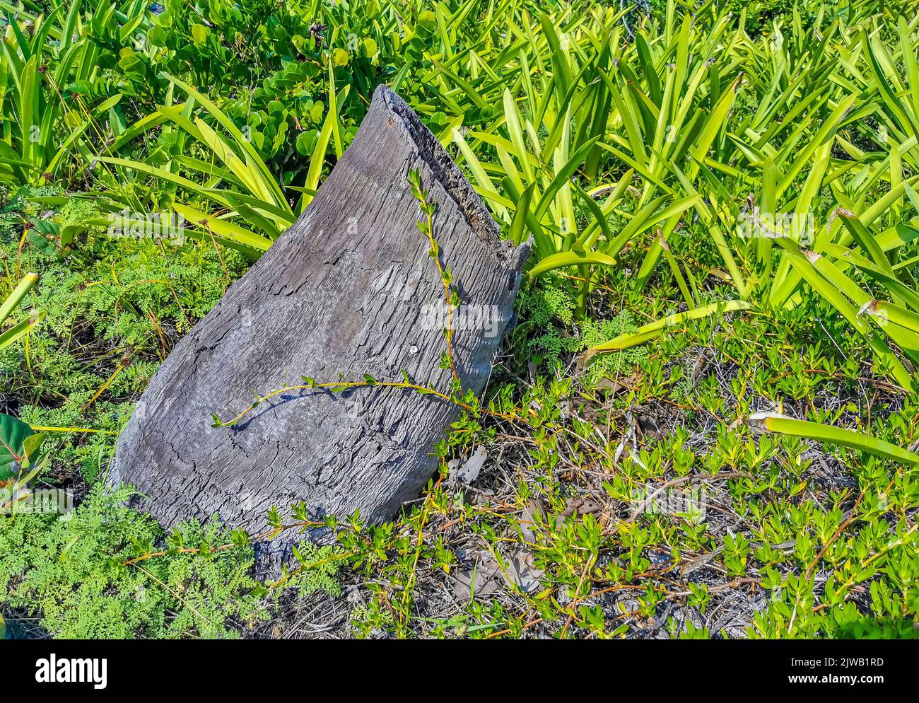 Amazing landscape panorama view with sawed off broken palm trees trunk ...