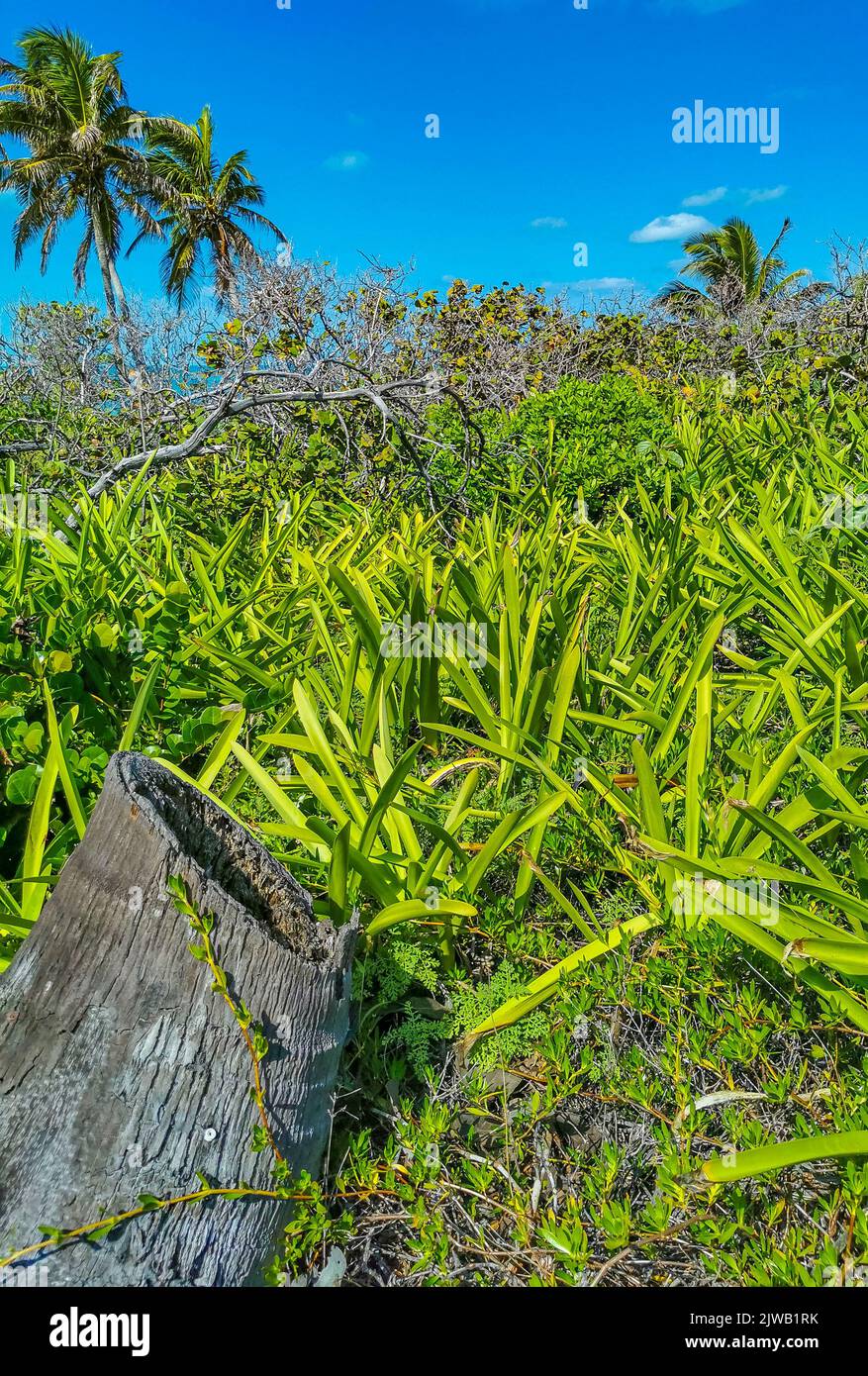 Amazing landscape panorama view with sawed off broken palm trees trunk ...