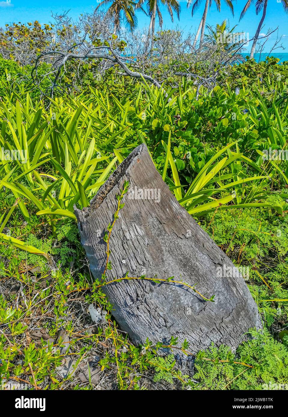 Amazing landscape panorama view with sawed off broken palm trees trunk ...