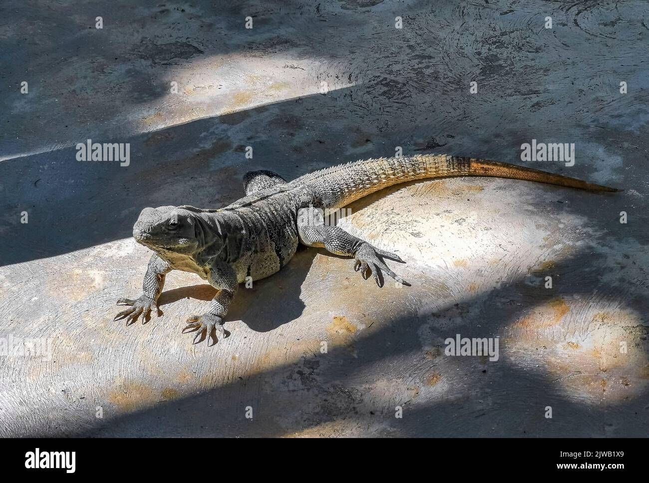 Huge Iguana gecko animal on the ground on the beautiful paradise island ...