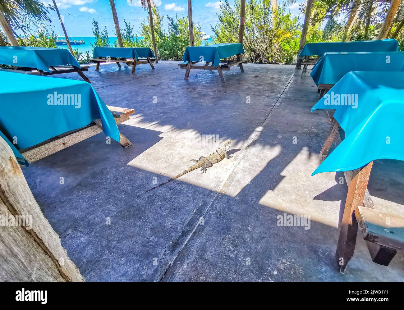 Huge Iguana gecko animal on the ground on the beautiful paradise island ...