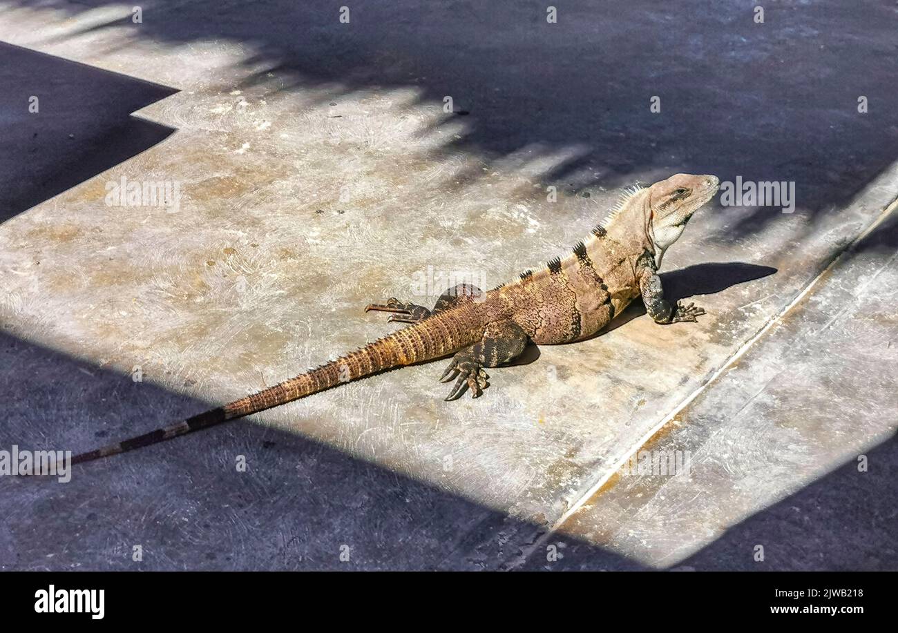 Huge Iguana gecko animal on the ground on the beautiful paradise island ...