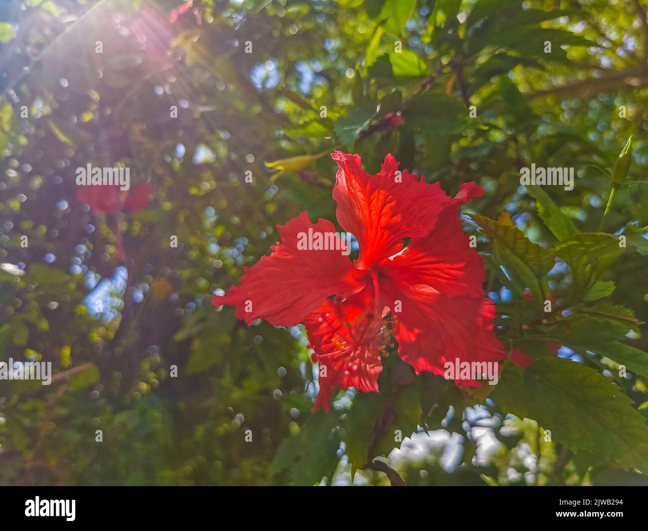 Red beautiful hibiscus flower flowers shrub tree plant in Mexico Stock ...