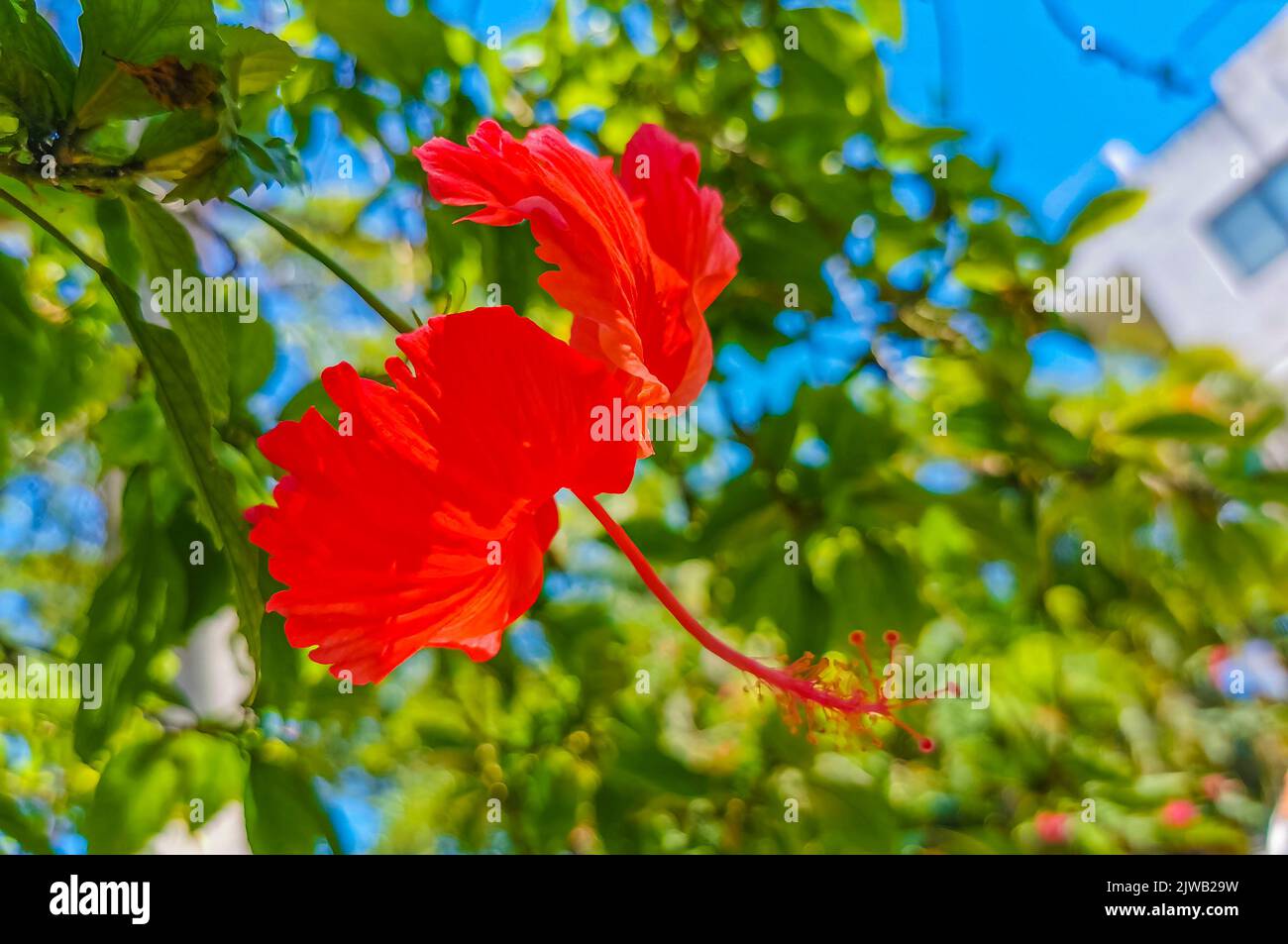 Red beautiful hibiscus flower flowers shrub tree plant in Mexico Stock ...