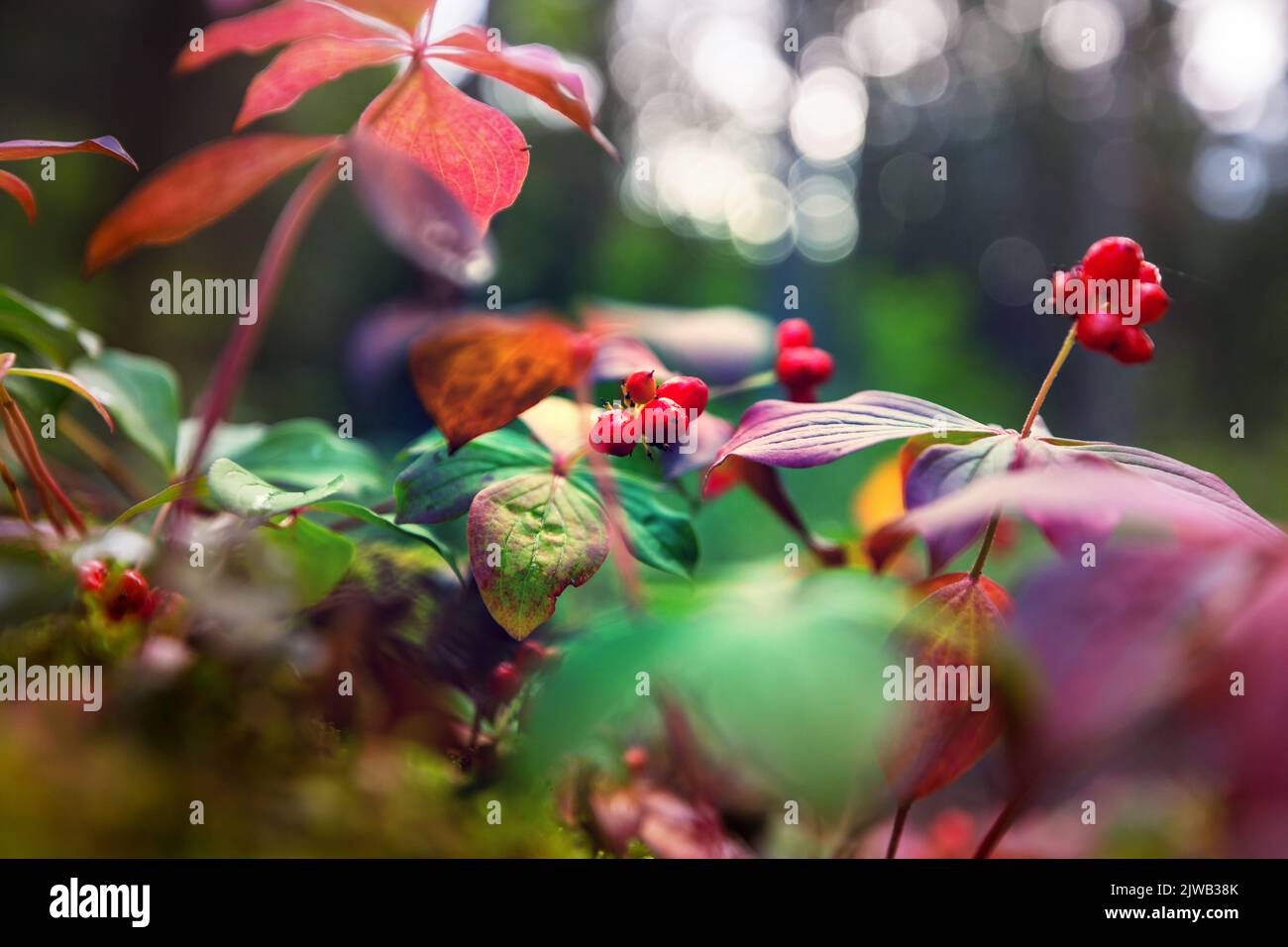 Wild plants in the forest in autumn season, macro. Wild wild berries on ...