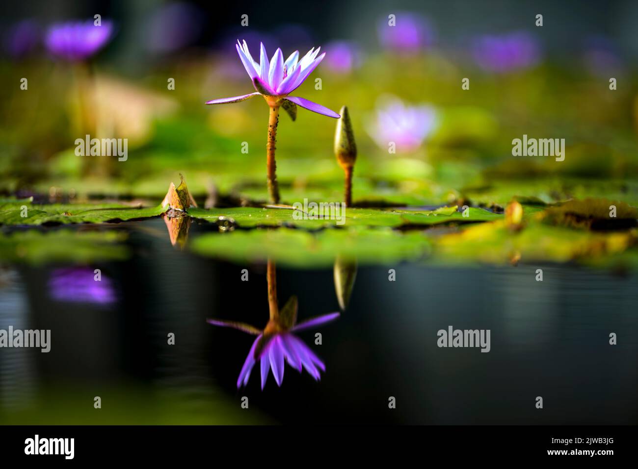 Lotus flower reflecting on water surface, Singapore Stock Photo - Alamy