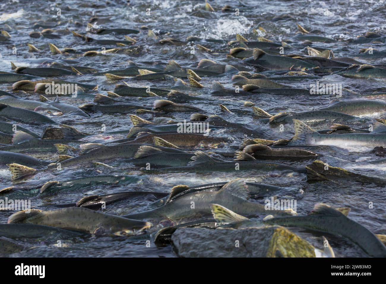 salmon spawning in Alaska river Stock Photo - Alamy