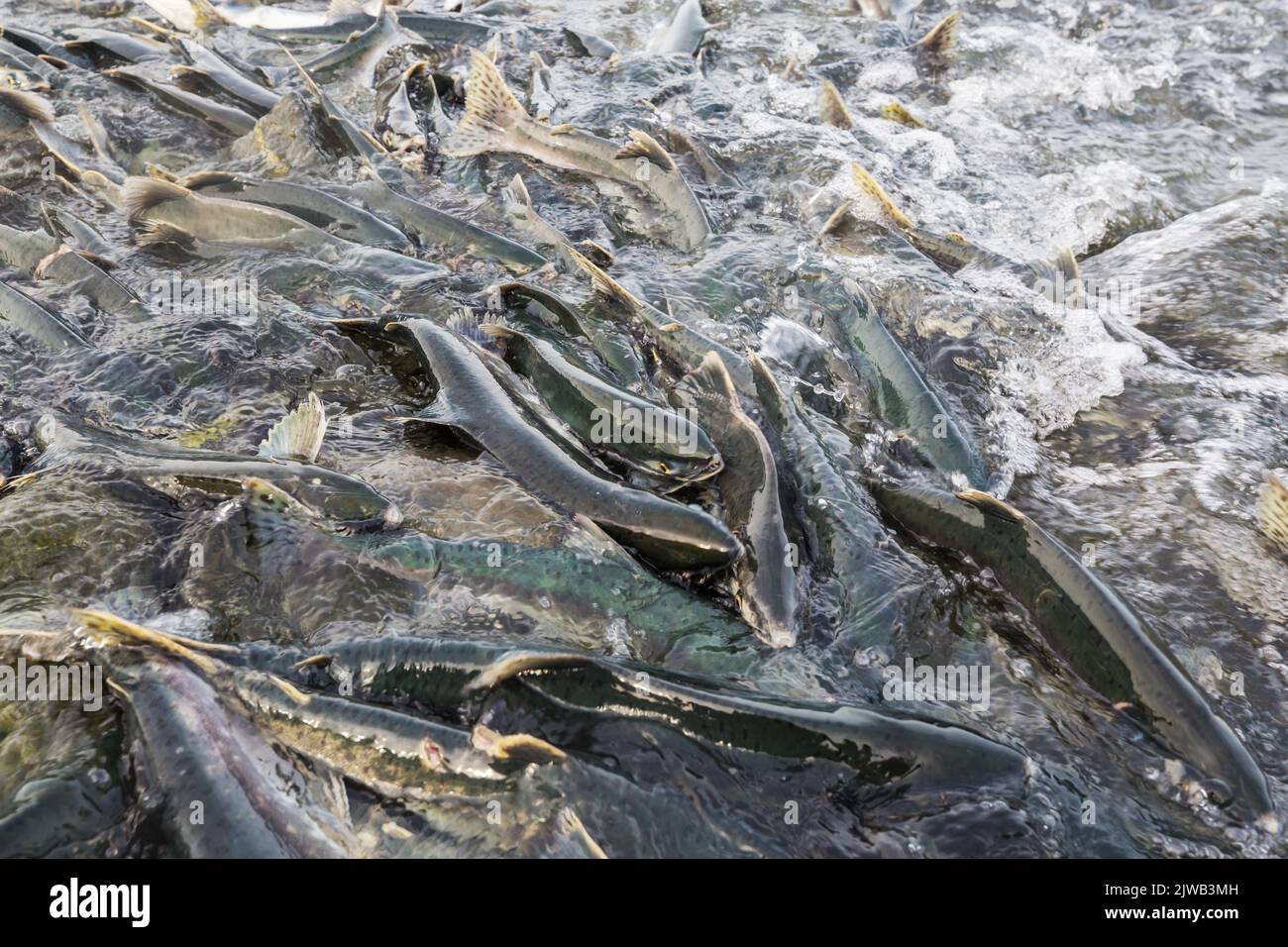 salmon spawning in Alaska river Stock Photo - Alamy
