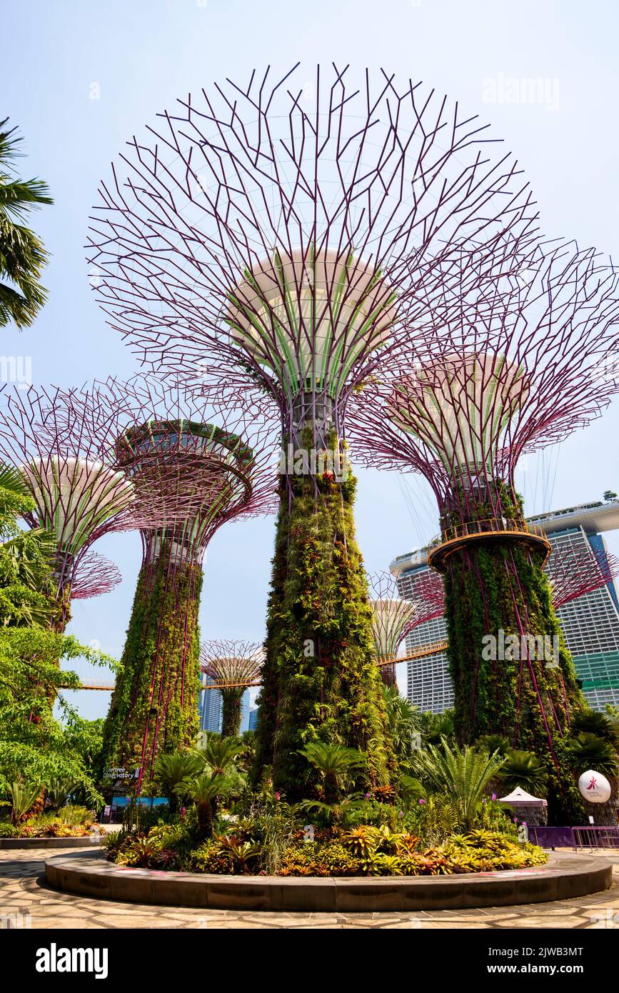 Supertree Grove - Gardens by the Bay, Singapore Stock Photo - Alamy