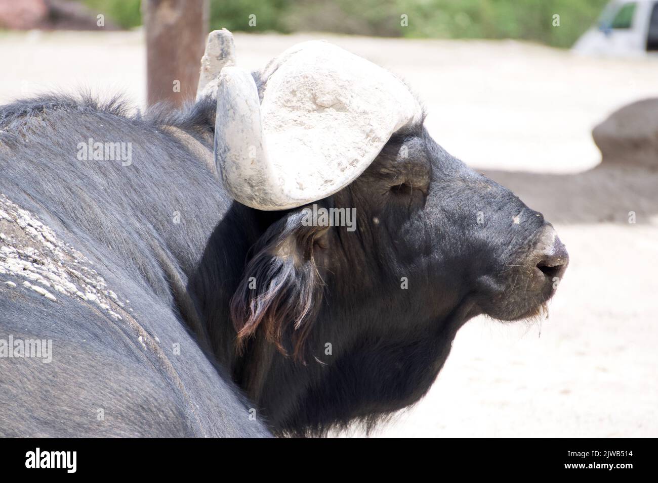 A Cape Buffalo or African Buffalo in profile Stock Photo - Alamy
