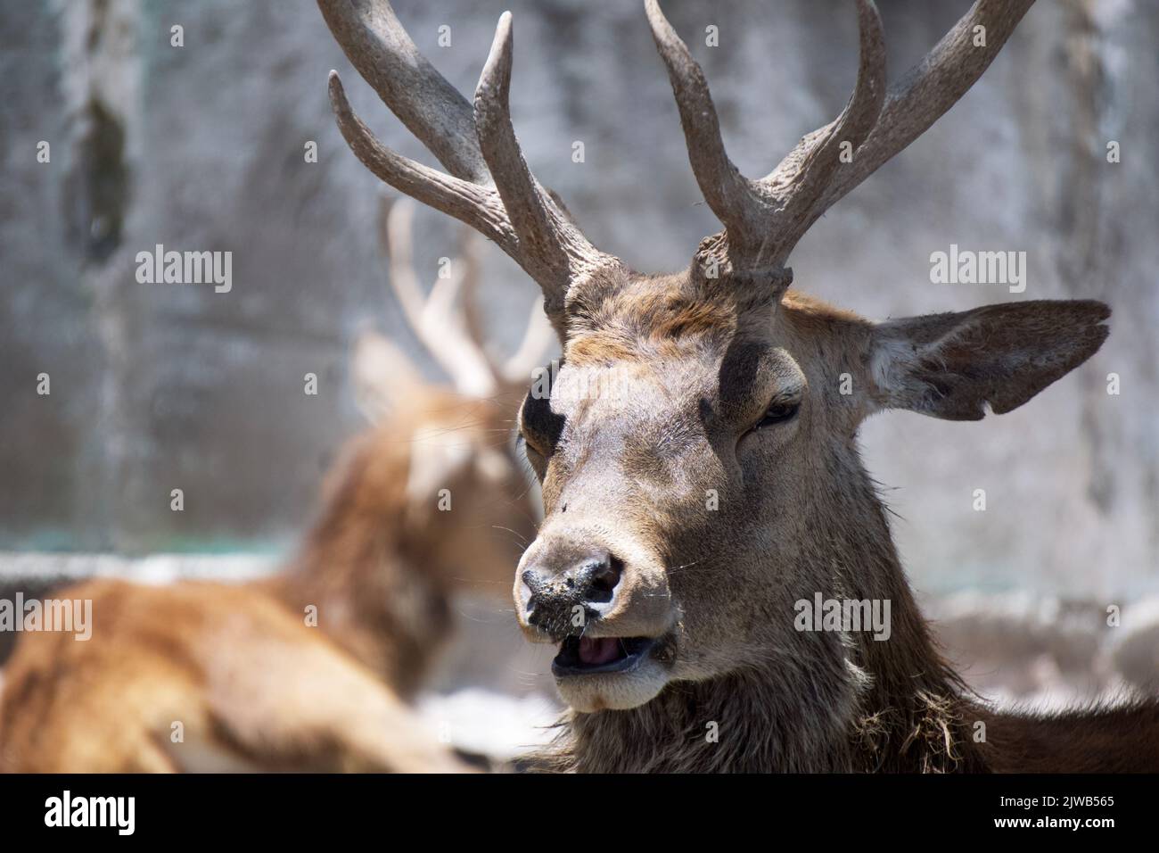 Is that male deer speaking Stock Photo - Alamy