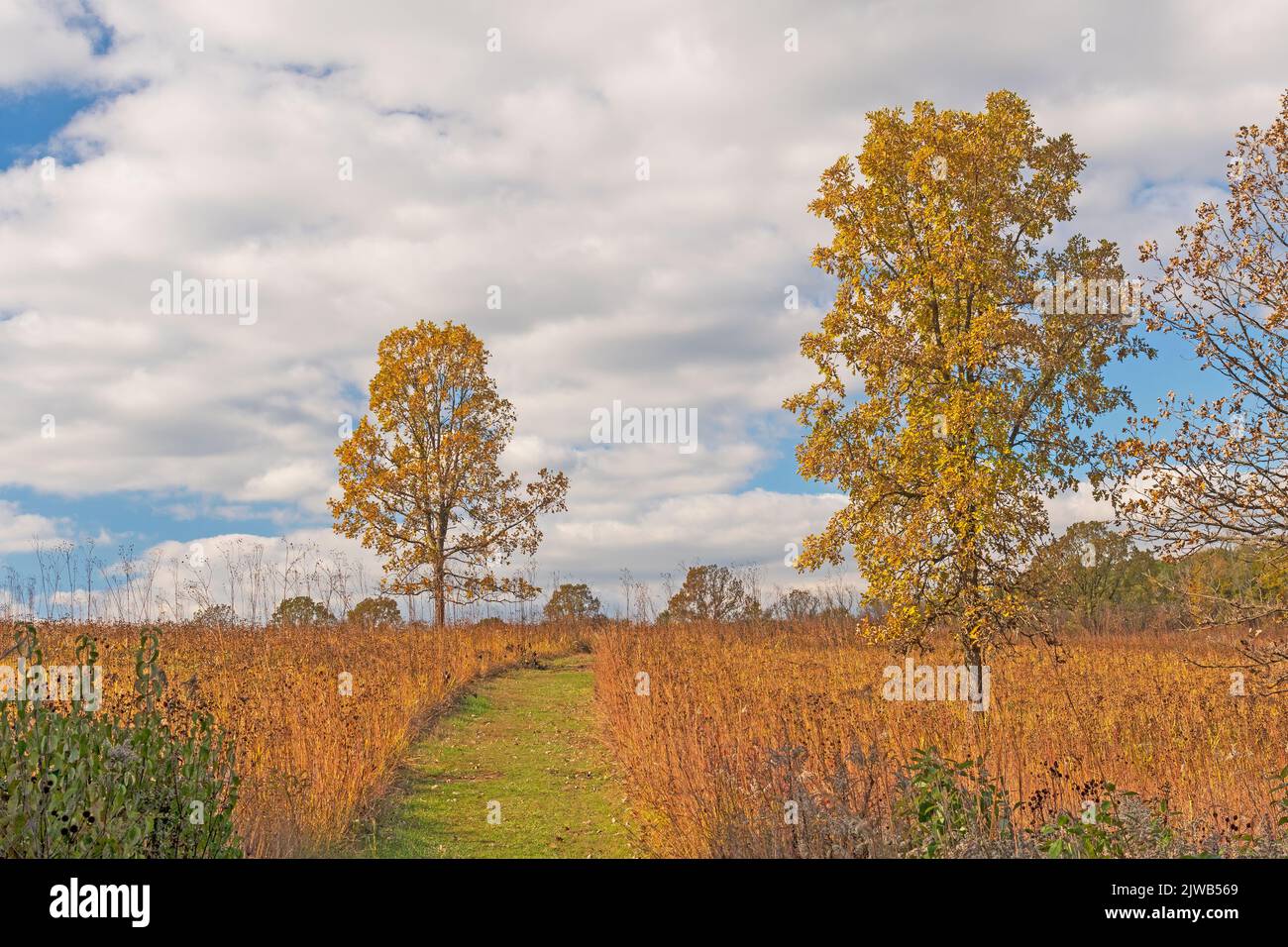 Trail Through a Savannah Habitat in the Fall in the Crabtree Nature ...