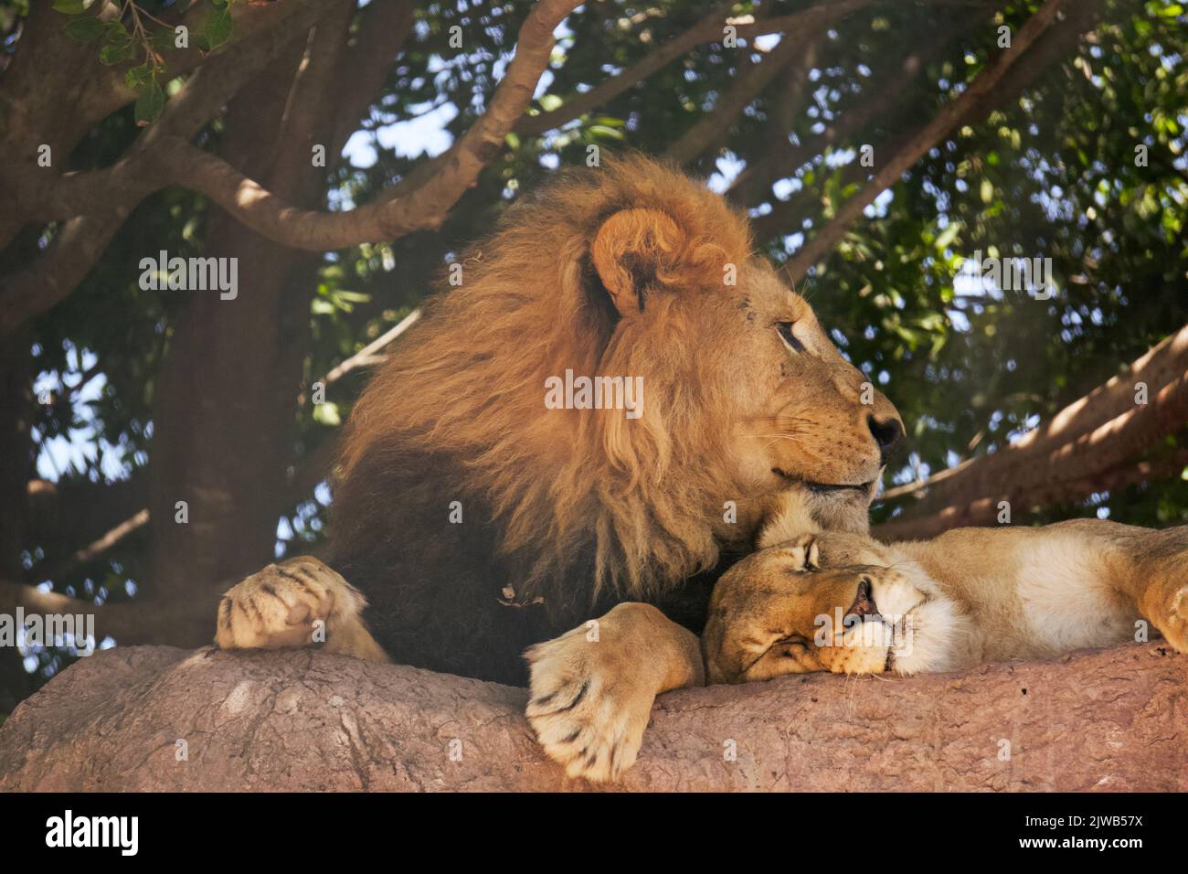 A romantic scene, with a lion resting his head gently on a lioness ...