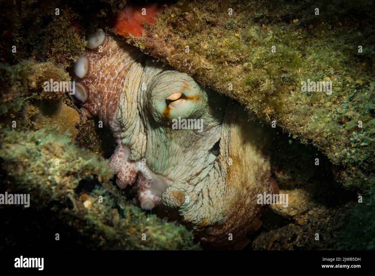 Caribbean reef octopus (Octopus briareus) hides on the Little Bay dive ...