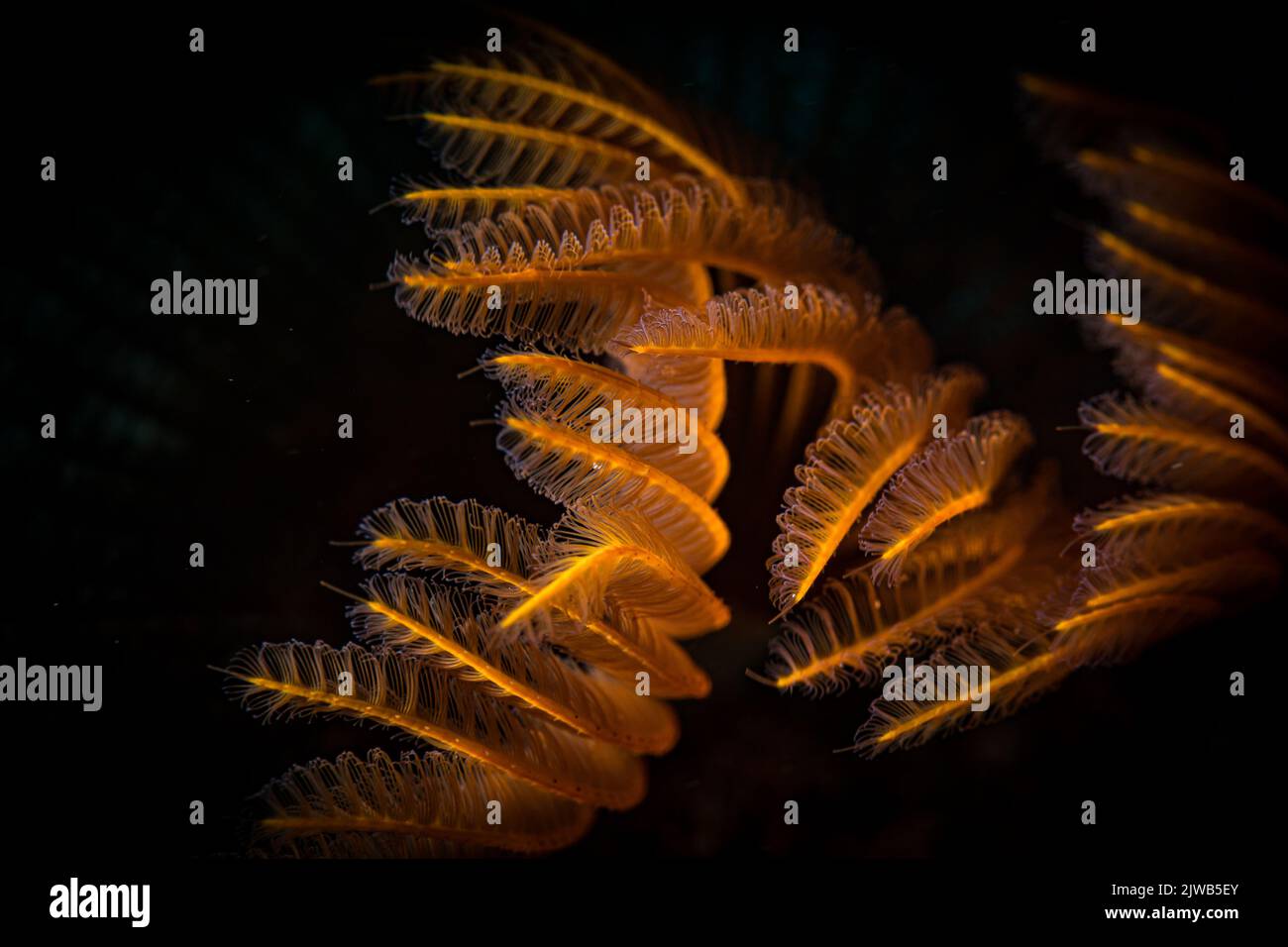 Annelida wave feather duster worm hi-res stock photography and images ...