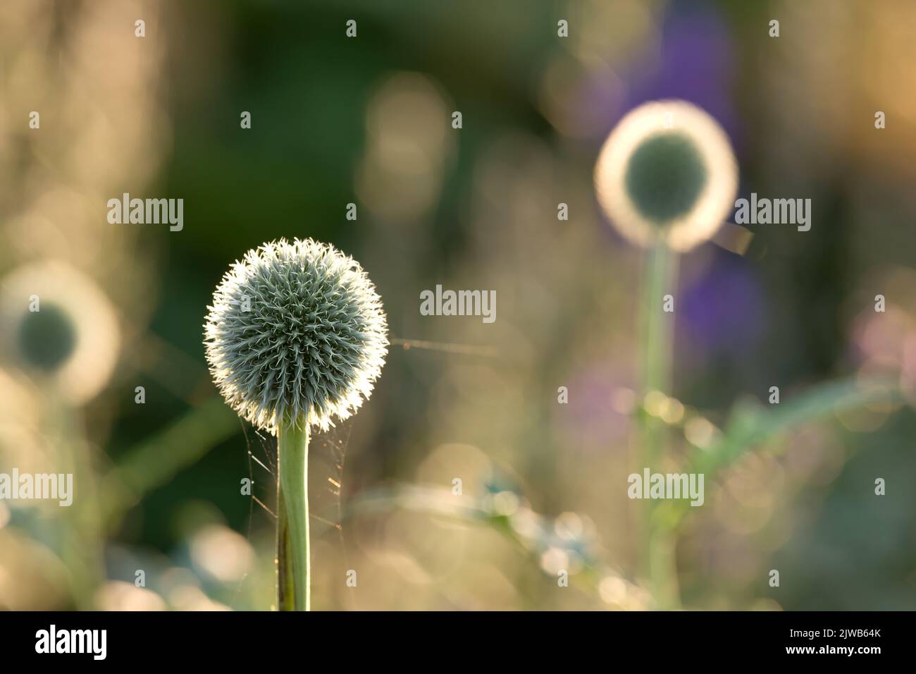 Globe Thistle flowers. Blue Globe Thistle Flowers, known as Echinops ...