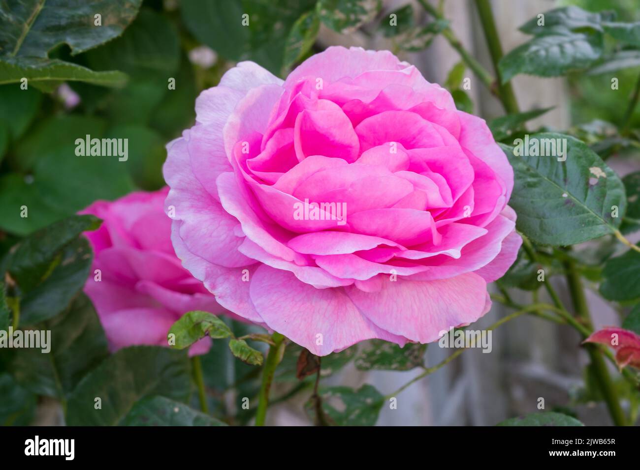 The rose in the garden. A photo of a beautiful pink rose in the garden ...