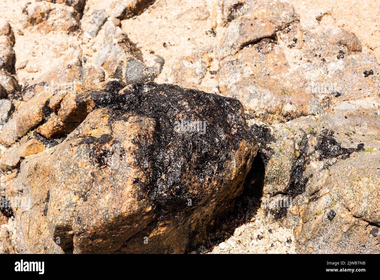 The sea beach and the rocks are polluted with oil. A crude oil spill in ...